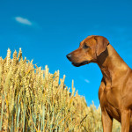 Ridgeback Central | All Ridgebacks, All The Time.