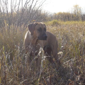 Ridgeback Central | All Ridgebacks, All The Time.