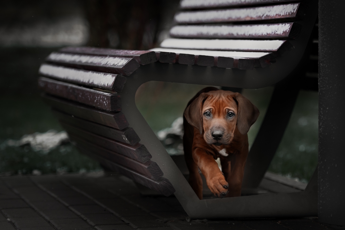 About Ridgeback - Ridgeback Central | Ridgeback Central