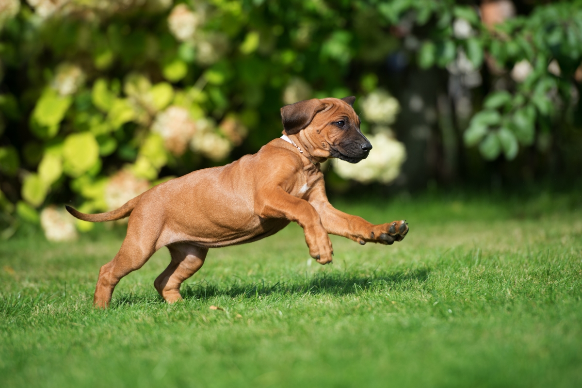 Ridgeback Central | All Ridgebacks, All The Time.