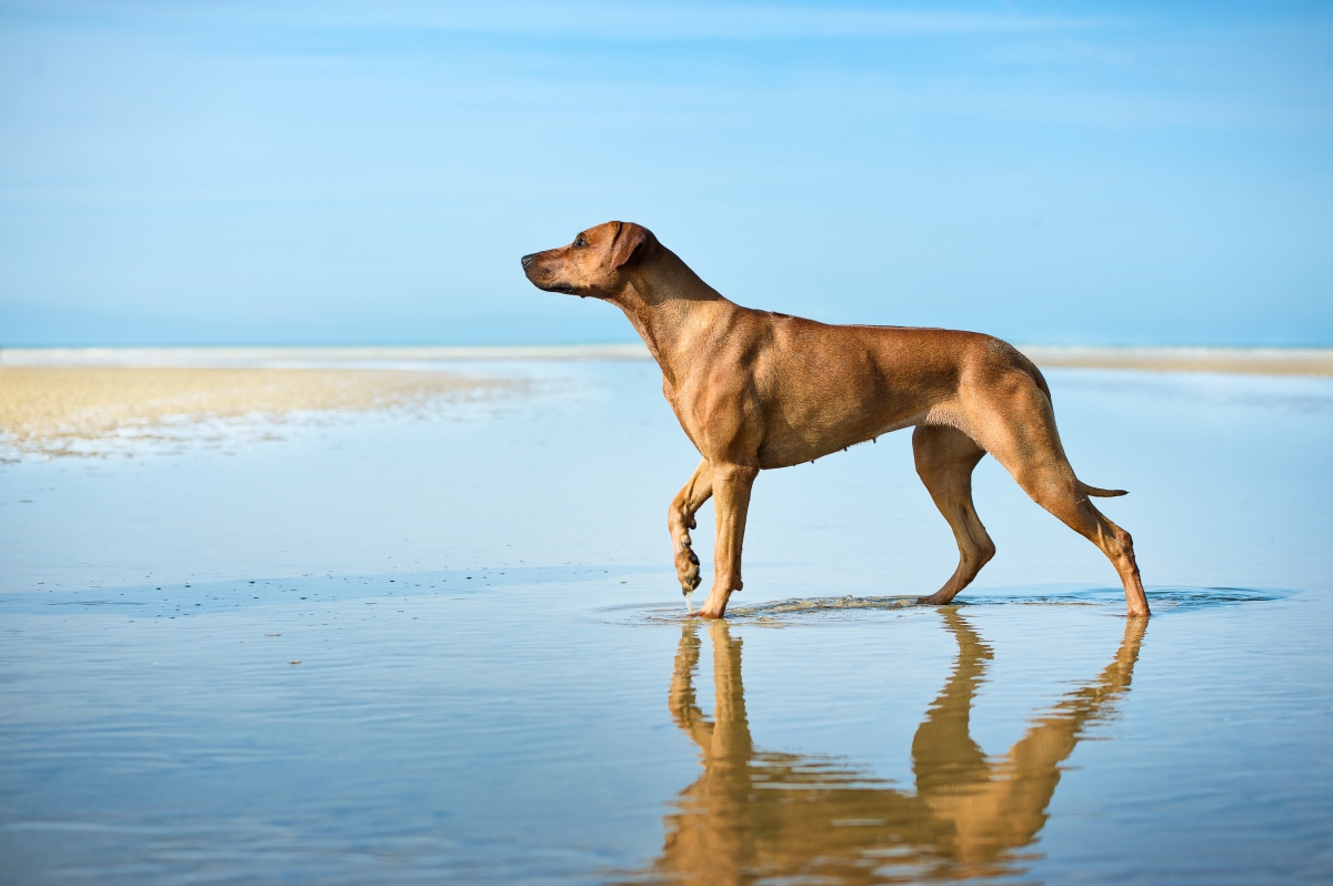 Contact Us - Ridgeback Central | Ridgeback Central