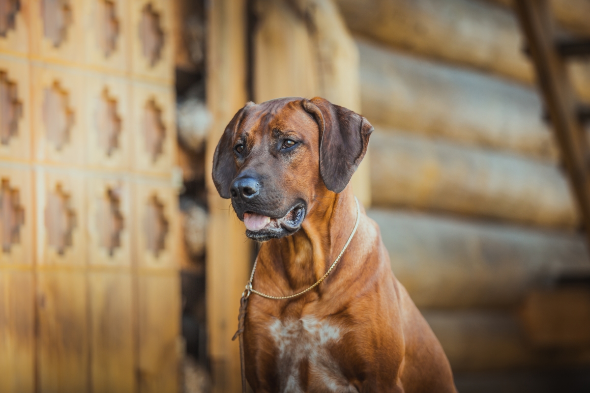 Excerpt - Ridgeback Central | Ridgeback Central