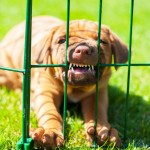 Ridgeback Central | All Ridgebacks, All The Time.