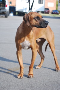 Why is my Ridgeback puppy bow-legged? My vet is stumped. - Ridgeback ...