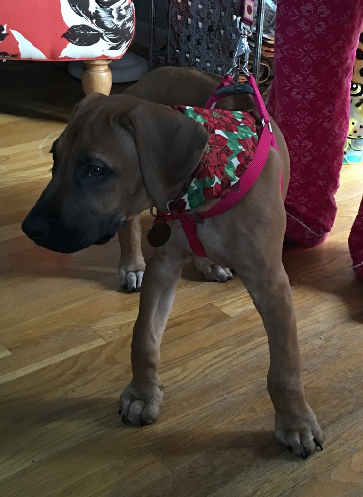 Why is my Ridgeback puppy bow-legged? My vet is stumped. - Ridgeback ...