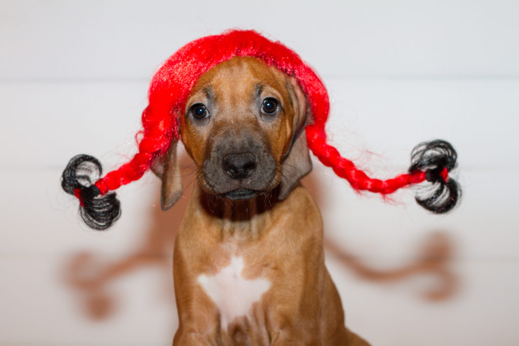 What will your Ridgeback's Halloween costume be? | Ridgeback Central
