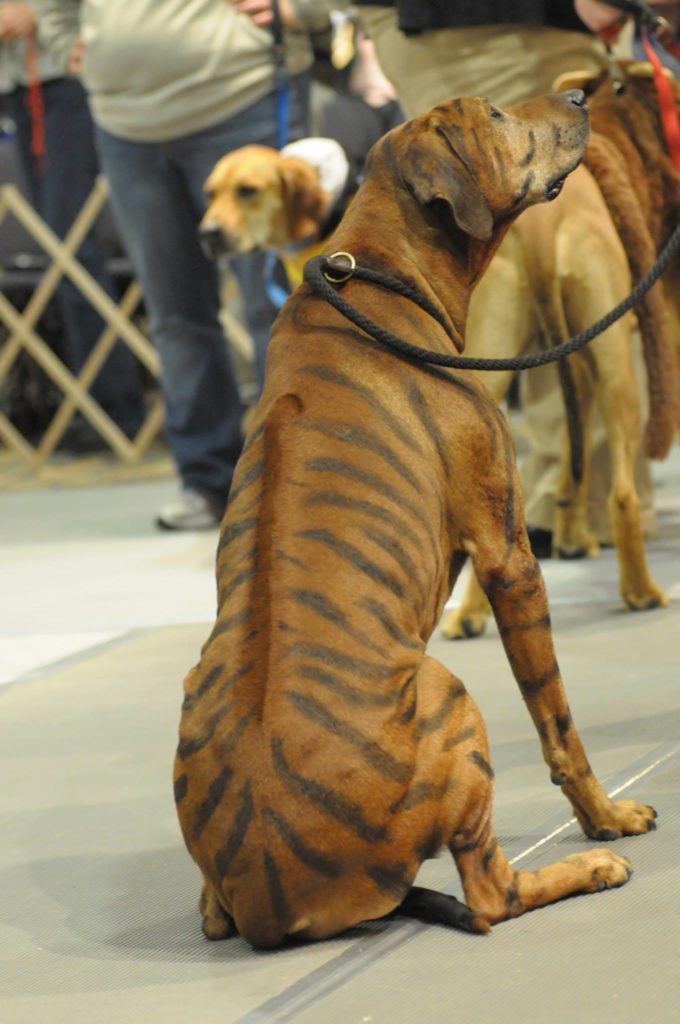 What will your Ridgeback's Halloween costume be? | Ridgeback Central
