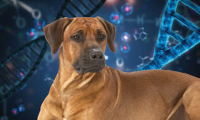 genetic-study-reveals-breeds-that-helped-create-the-Rhodesian-Ridgeback ...