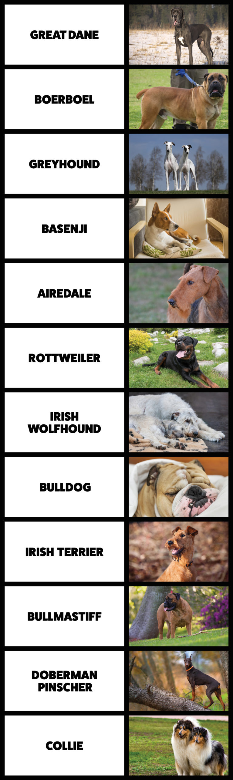 genetic-study-reveals-breeds-that-helped-create-the-Rhodesian-Ridgeback ...